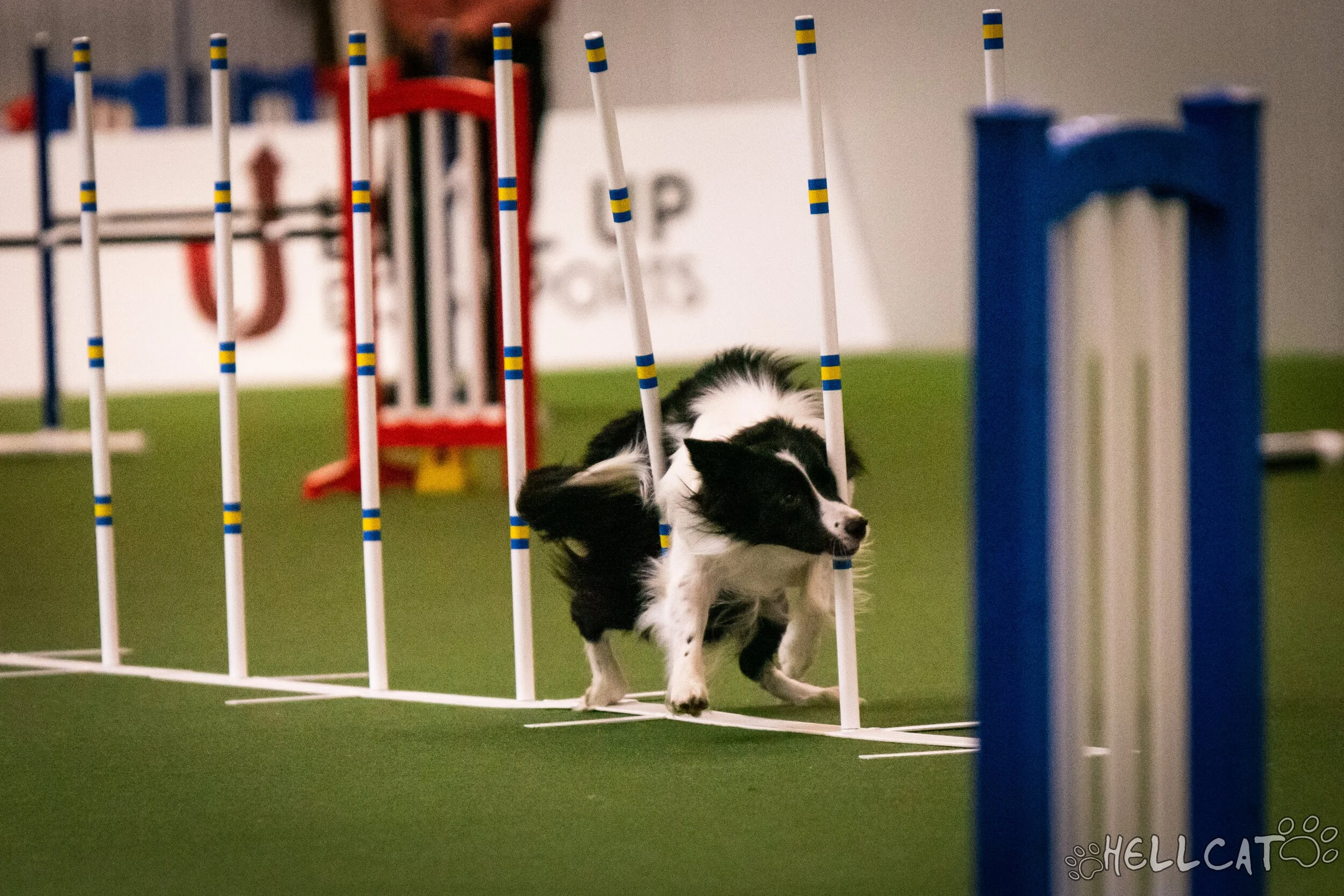 Agility — Level Up Dog Sports
