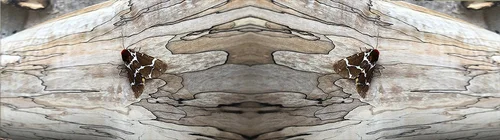 Spalted Maple | Vermont Wildwoods