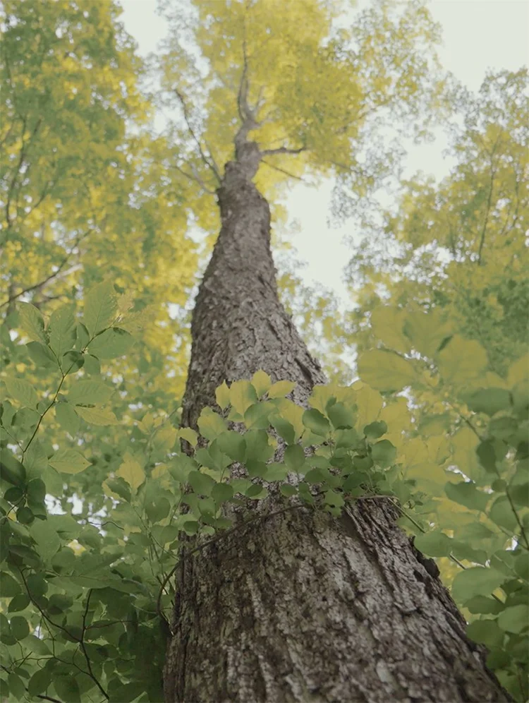 Spalted Maple | Vermont Wildwoods