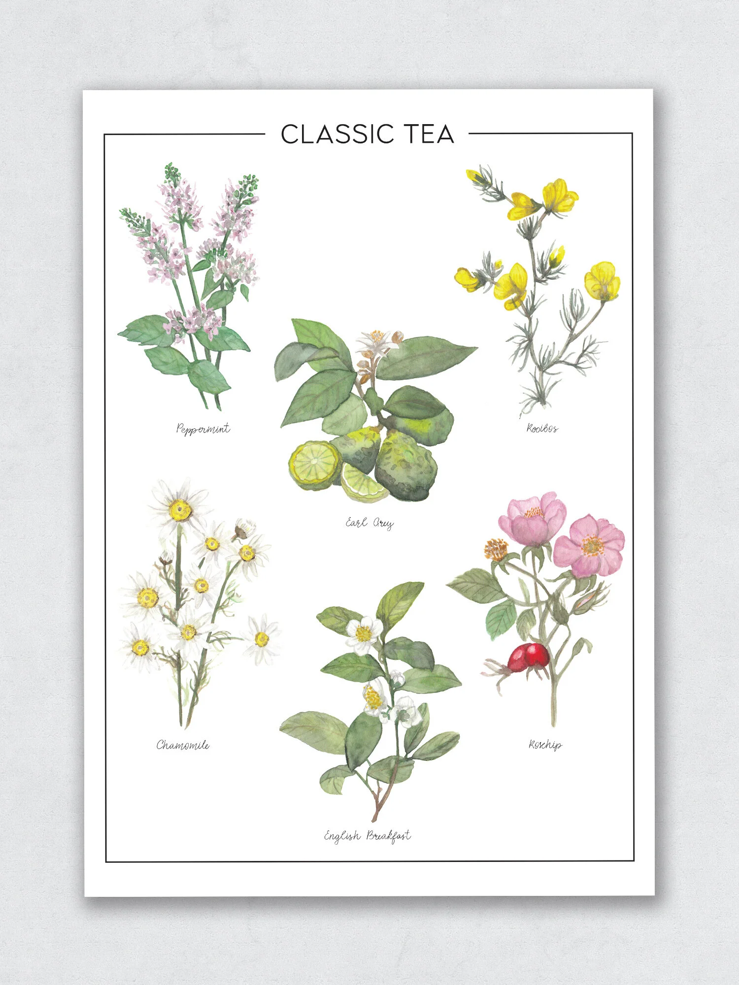 Wildflower Botanical Illustrated Chart — Heather Victoria Design