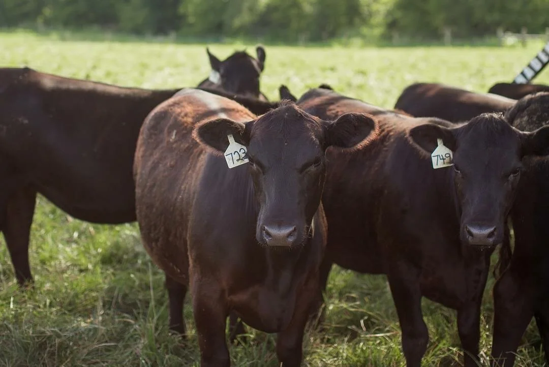 Products — Dutch Creek Farm