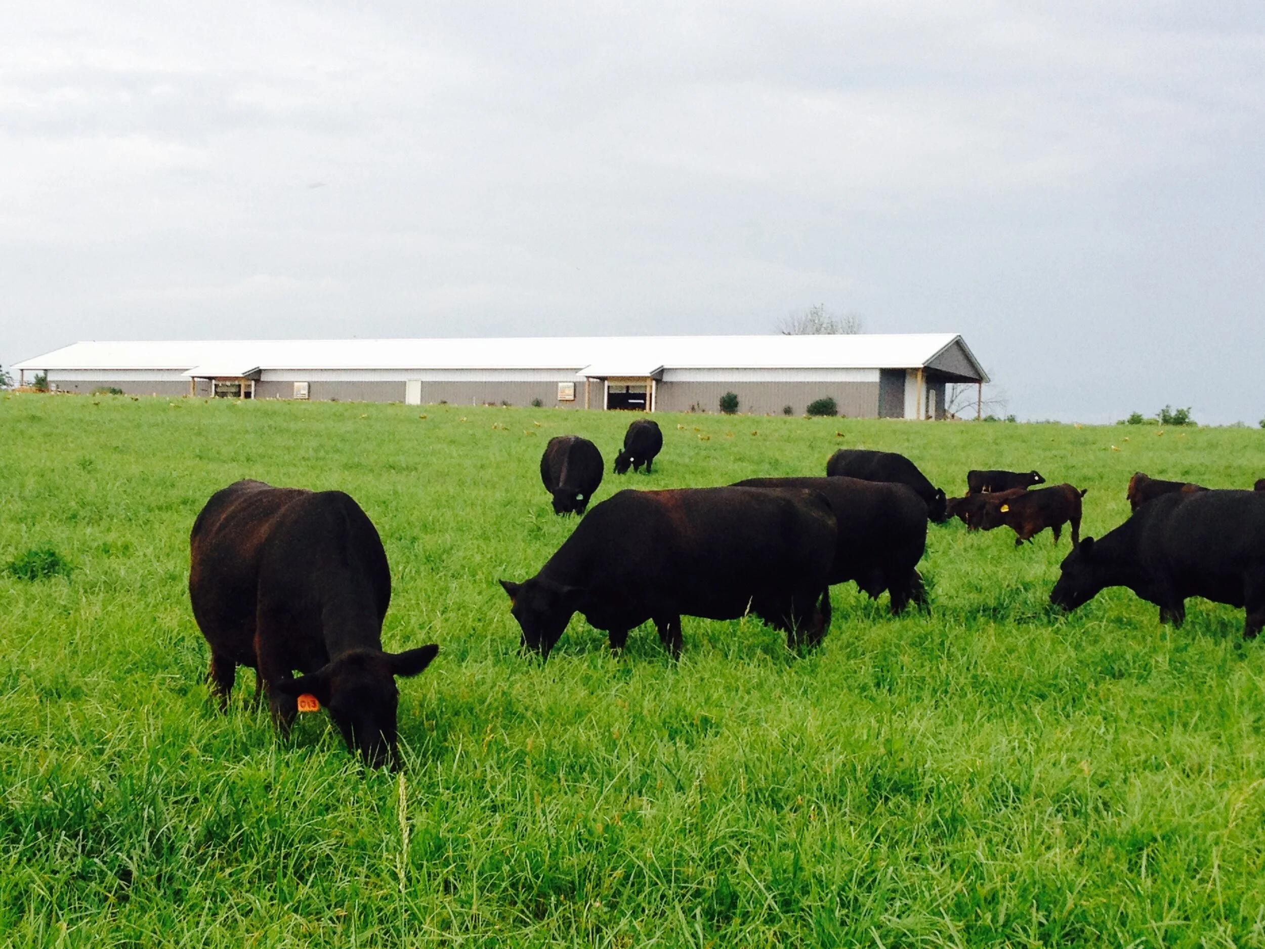Products — Dutch Creek Farm