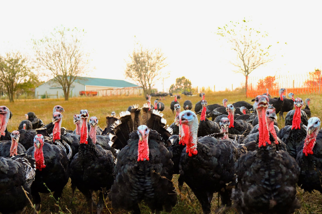 Products — Dutch Creek Farm