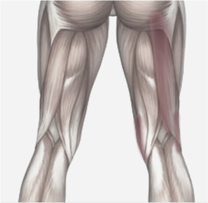 What is proximal hamstring tendinopathy and why should I care? | Run ...