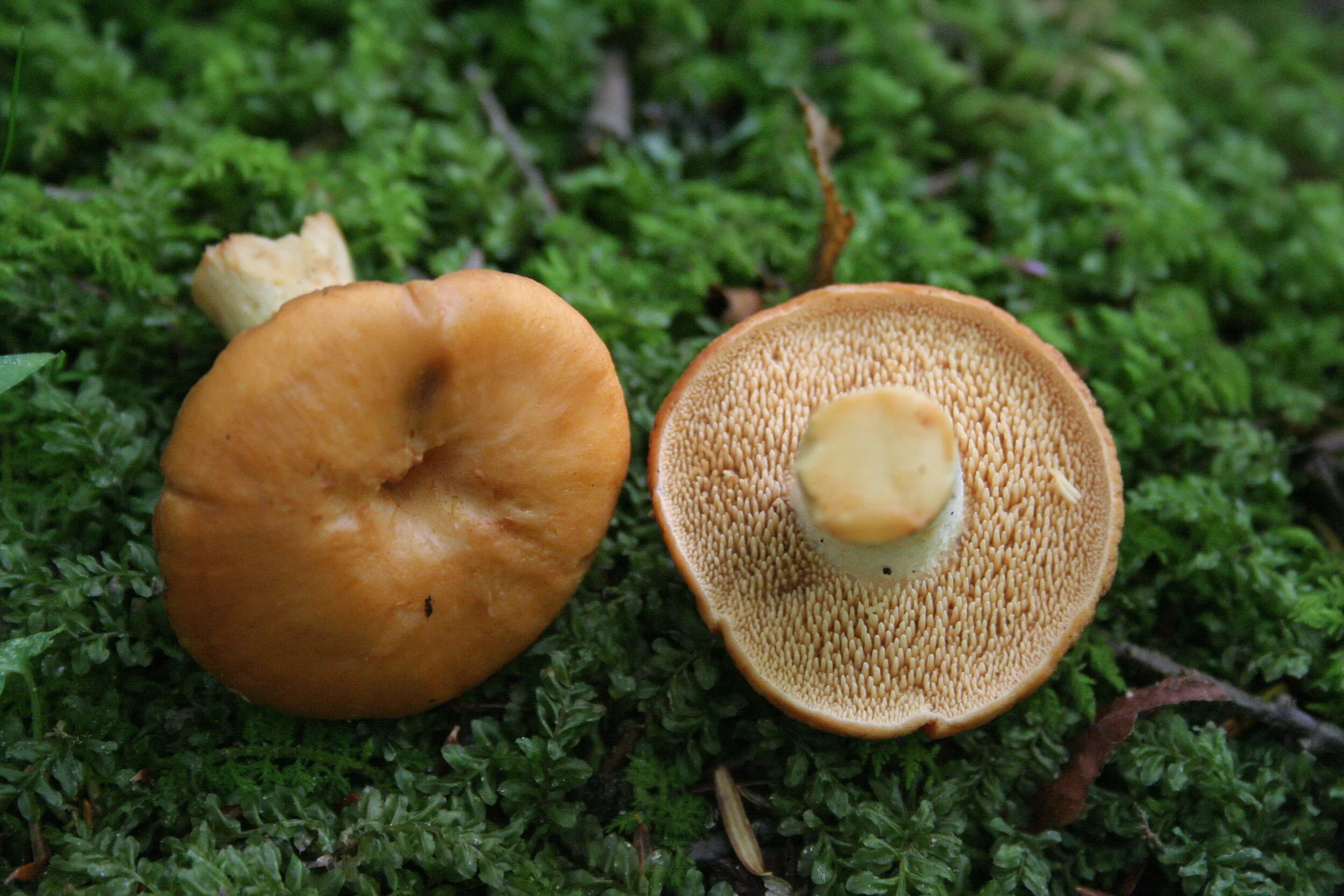 Edible Mushroom