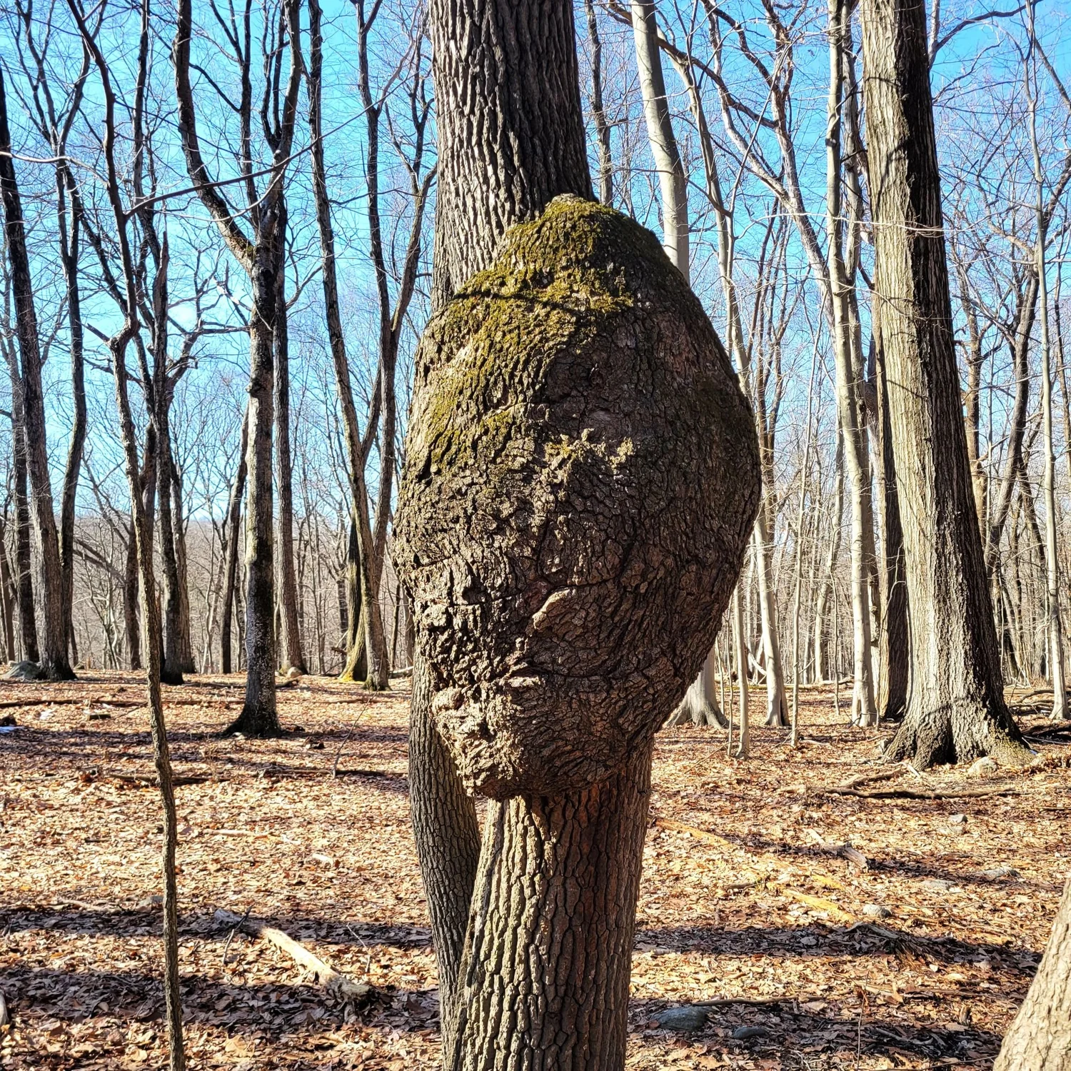What is a Burl? — Grayhill Woodworking LLC