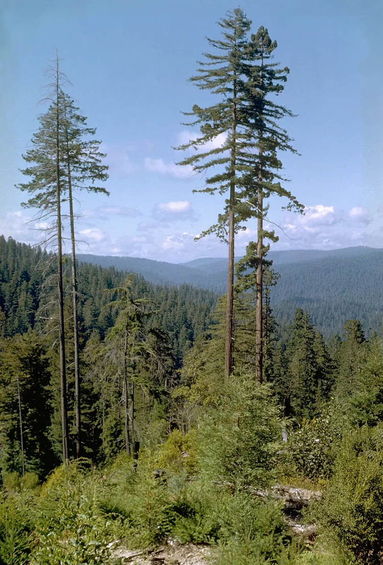 From Gettysburg to 9/11: 10 Legendary Trees That Tell America’s Living ...
