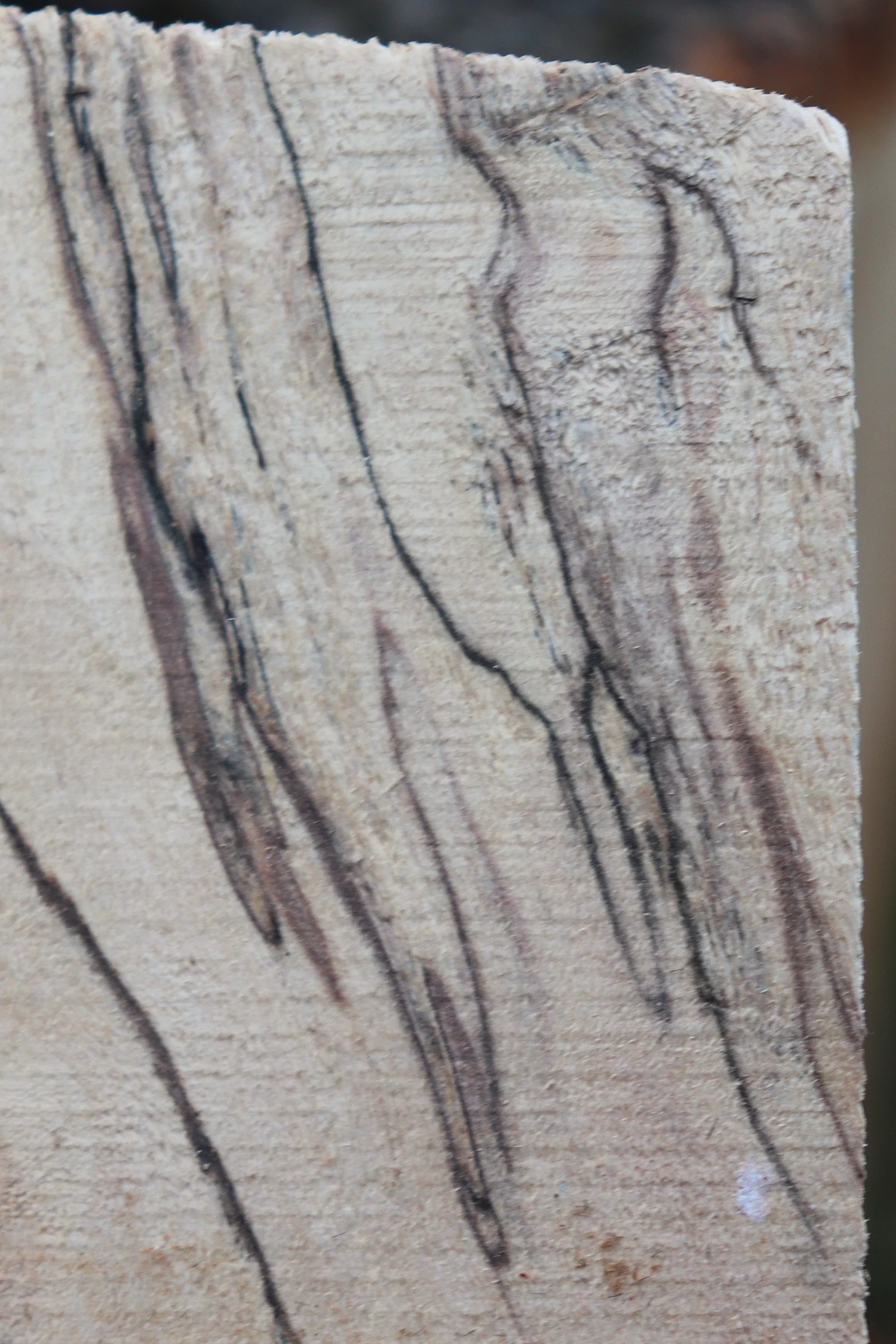 The Hidden Beauty of Spalted Maple: Nature's Artistic Masterpiece in ...