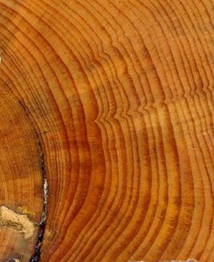The Stories Trees Tell: Unlocking the Secrets of Tree Rings — Grayhill ...