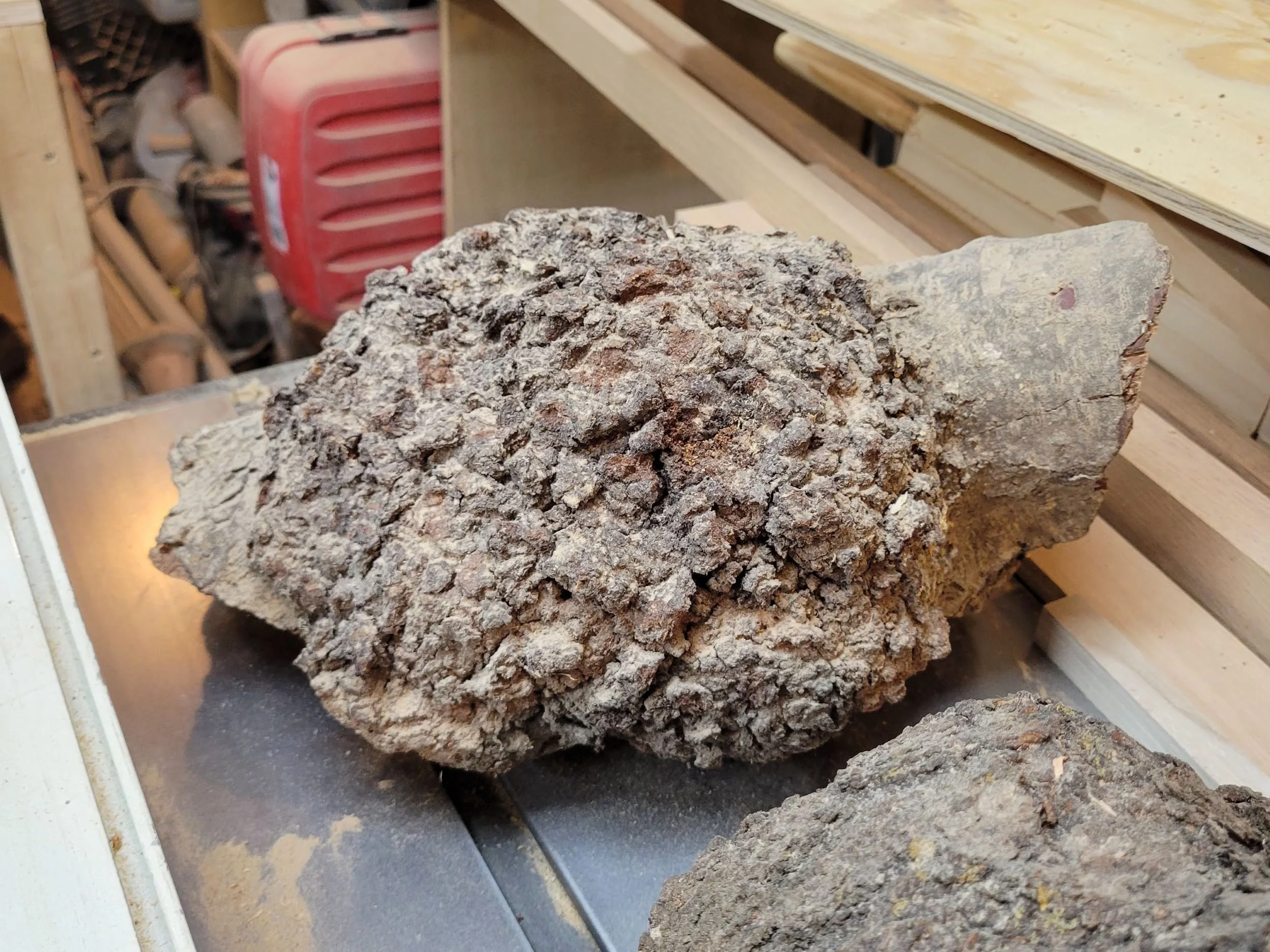 What is a Burl? — Grayhill Woodworking LLC