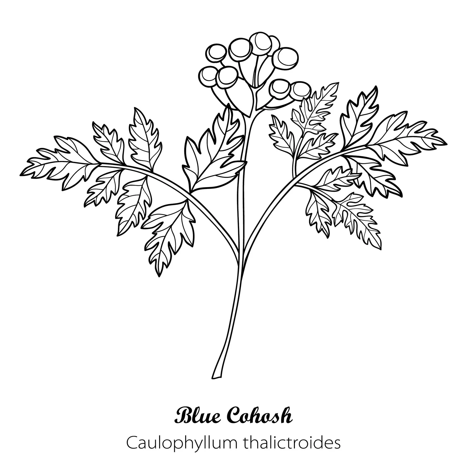 Milk Thistle Seed Extract — House of Hens and Grit