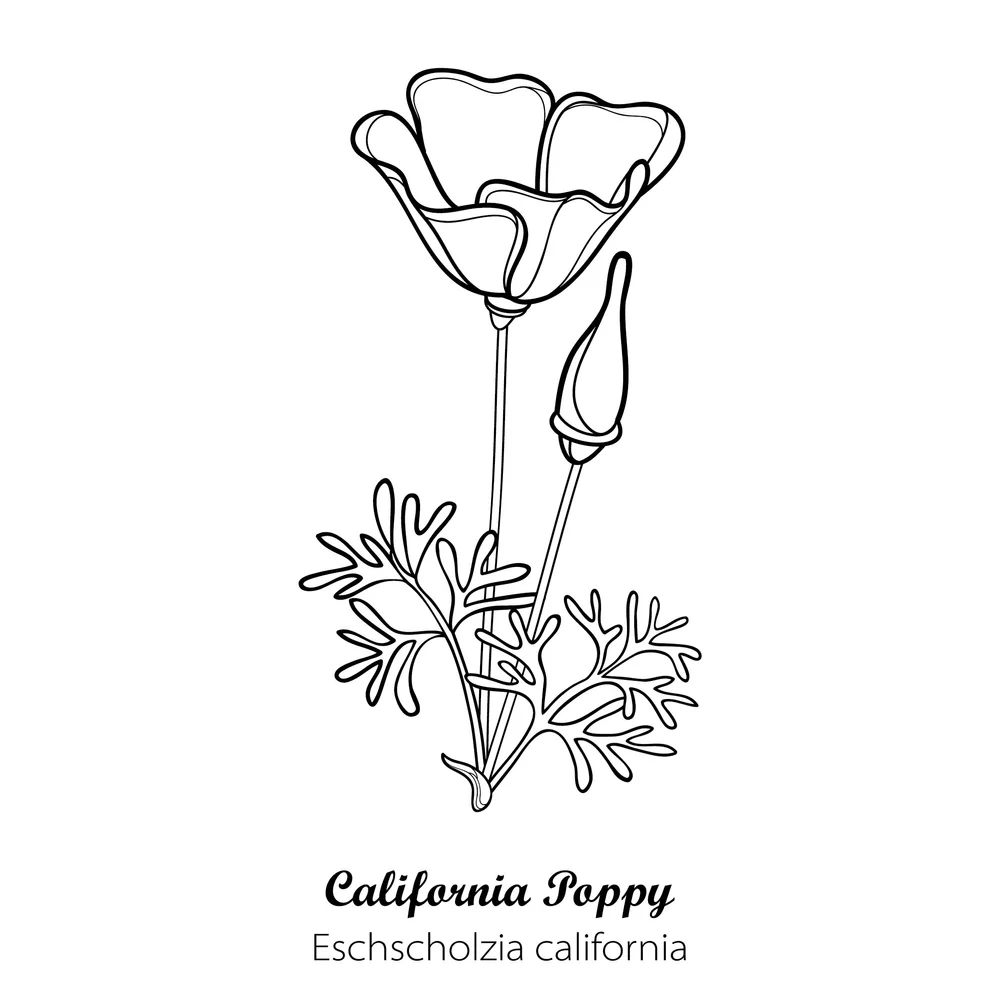 Golden Poppy Coloring Page