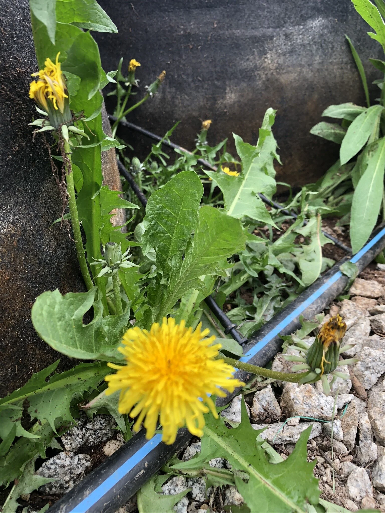 Milk Thistle Seed Extract — House of Hens and Grit