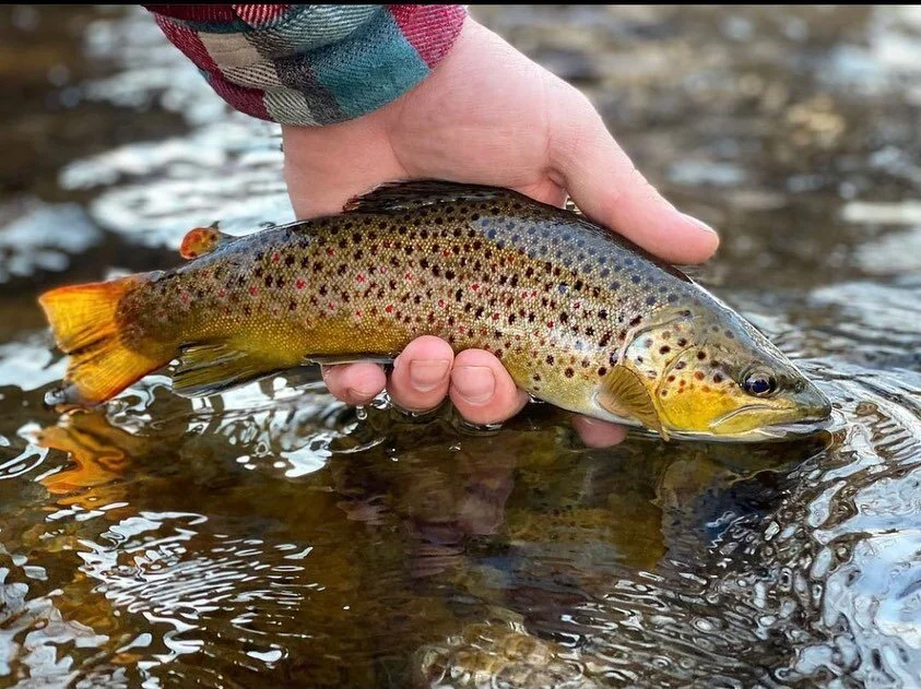 Native Rod Company - American Made - Montana Built Fly Rods