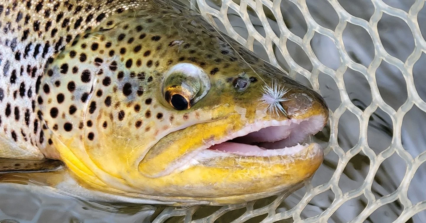 Native Rod Company - American Made - Montana Built Fly Rods