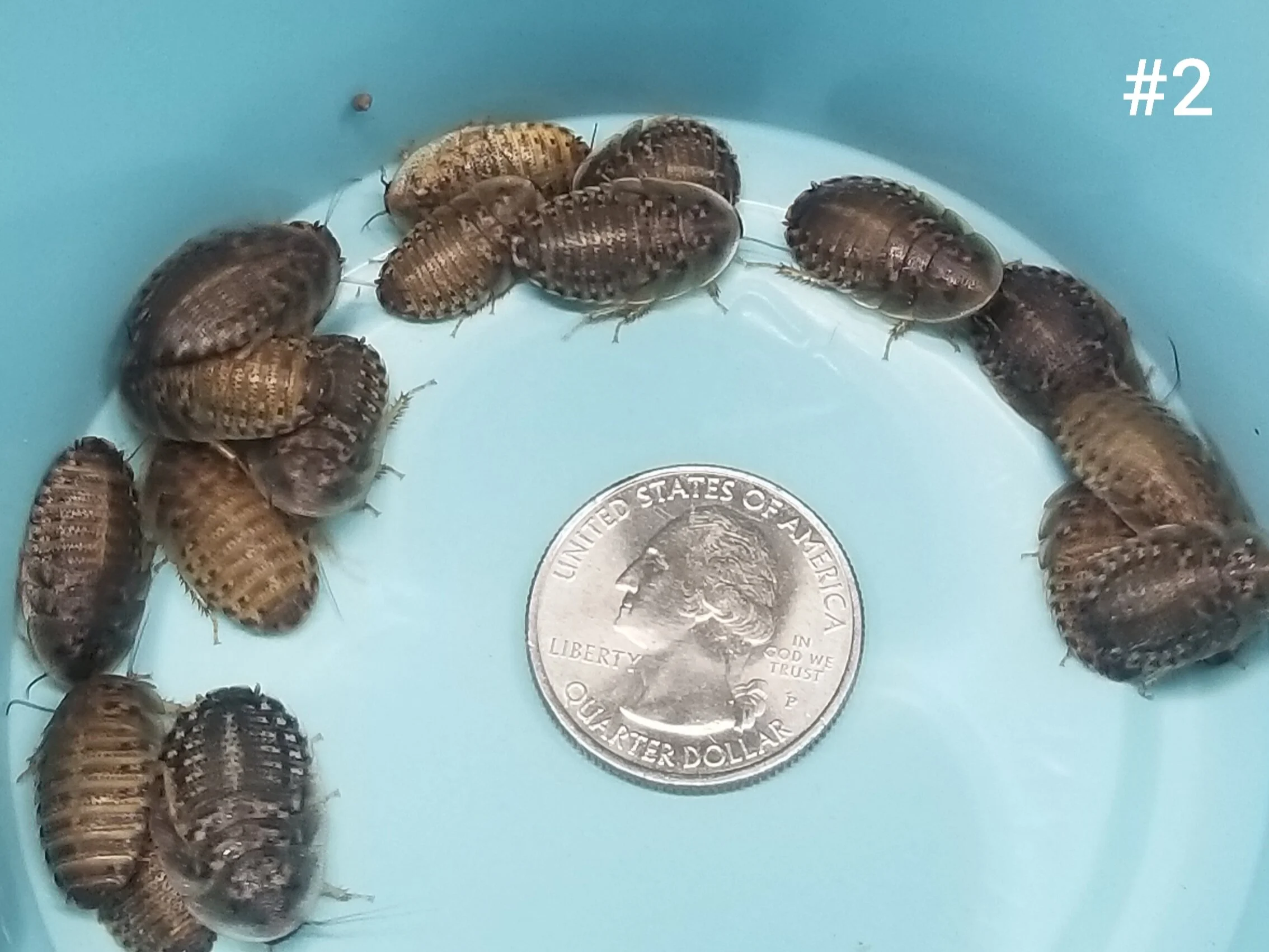 Shop — The Roach Shed