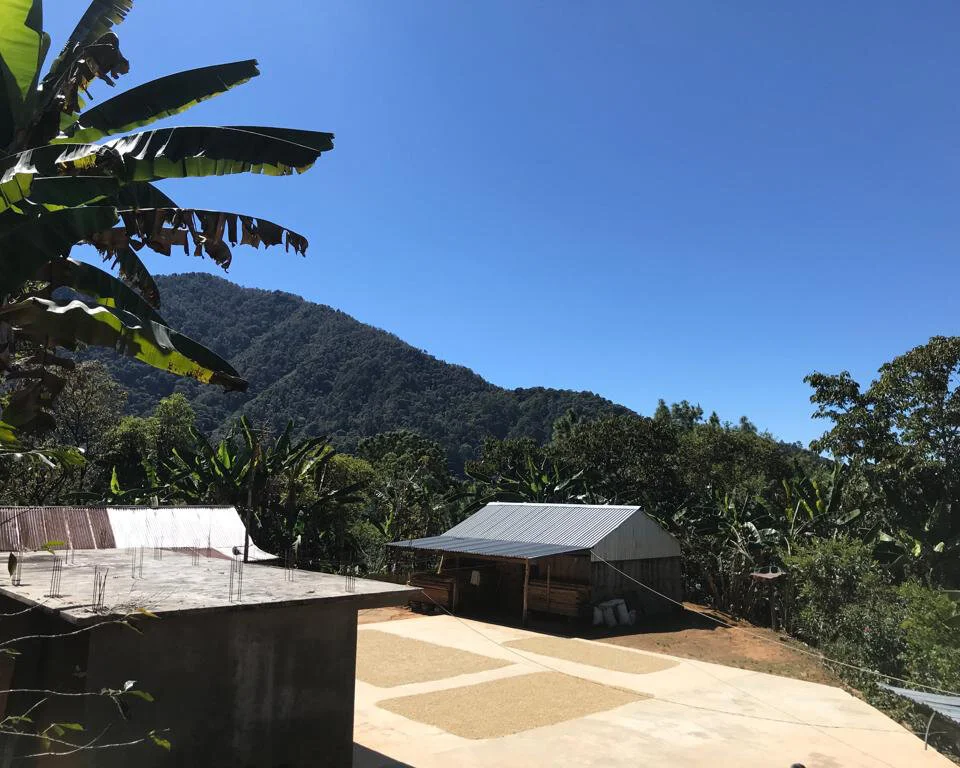 What Makes Our Mexico Pluma Hidalgo So Special? || Craig's Coffee