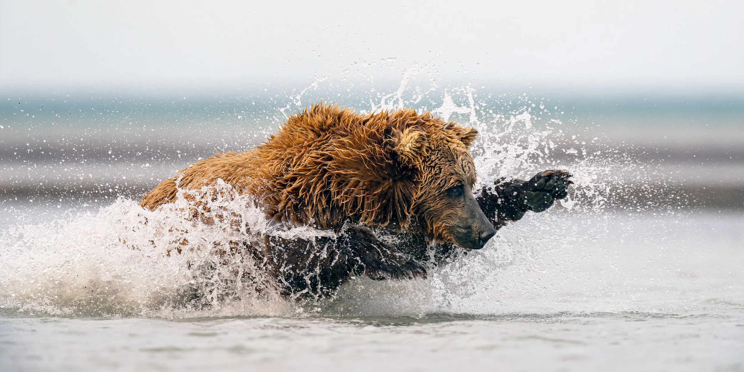 Brown Bear Fishing Photography Expedition — KAR Safaris