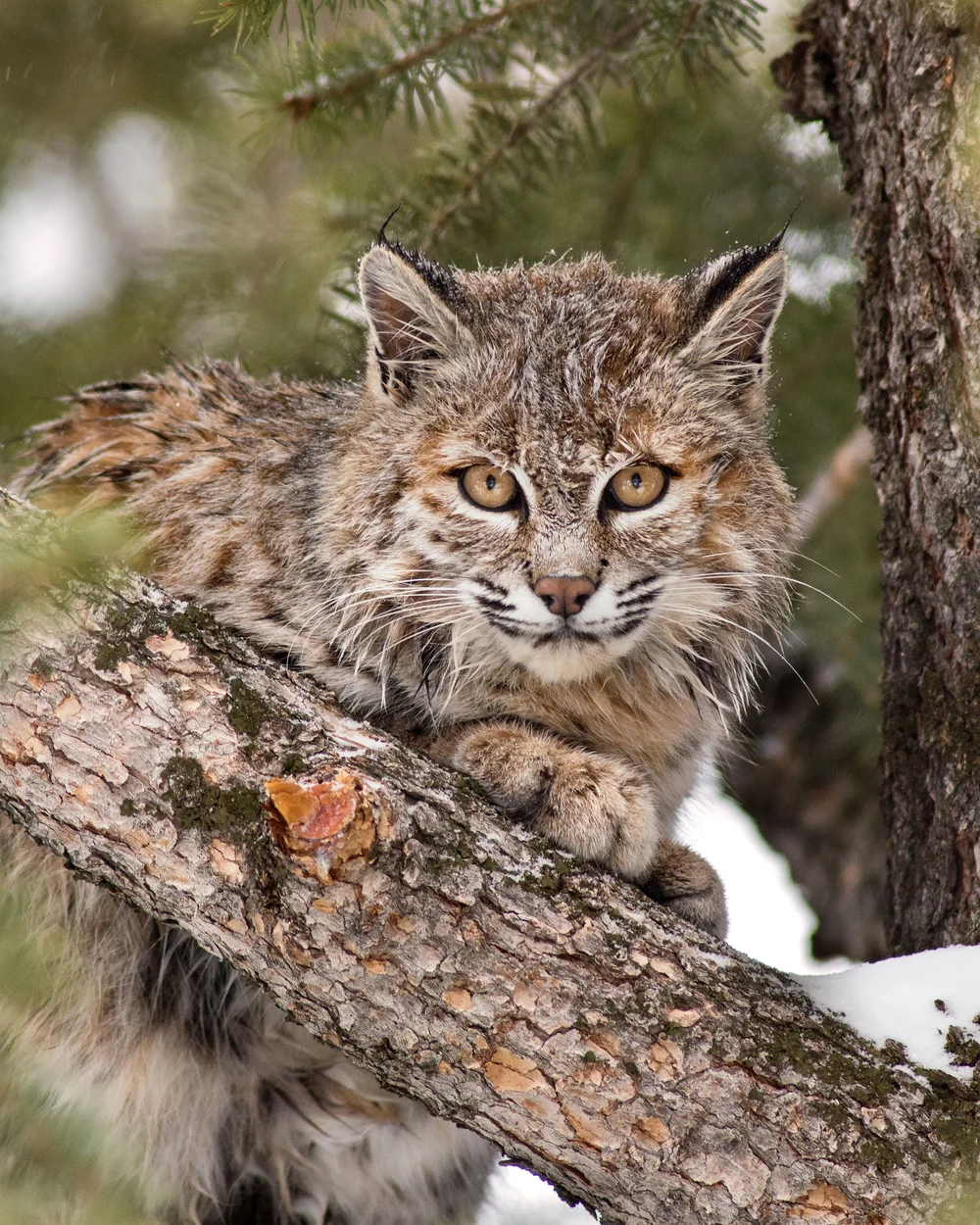 Yellowstone Winter Photography Tour — KAR Safaris