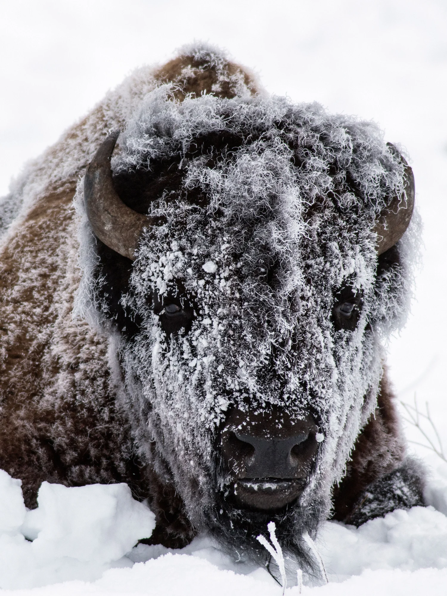 Yellowstone Winter Photography Tours | KAR Safaris