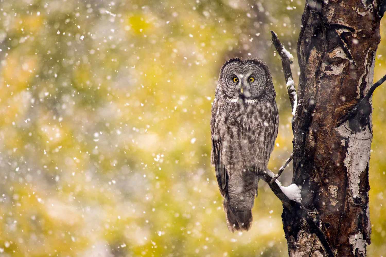 Unparalleled Wildlife Photography Tours | KAR Safaris