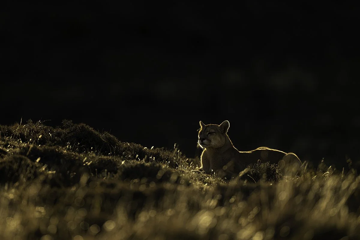 Puma Photography Tours in Patagonia | KAR Safaris