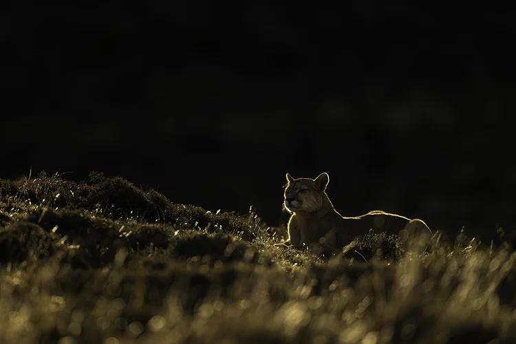 Puma Photography Tours in Patagonia | KAR Safaris