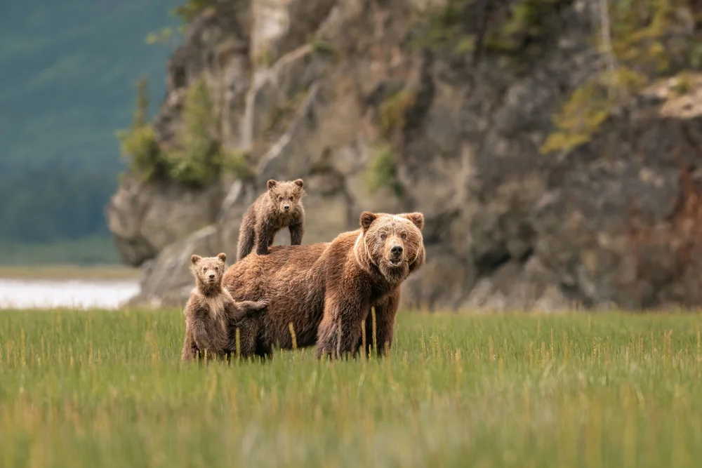 Brown Bears and Puffins Photography Tours | KAR Safaris