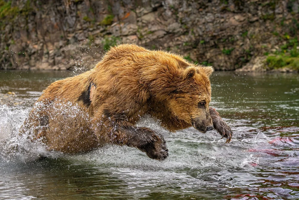 Brown Bear Fishing Photography Expedition