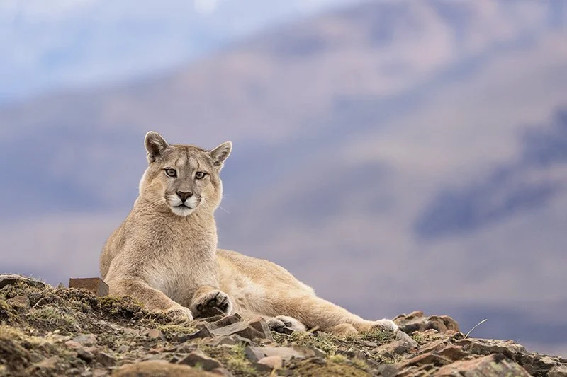 Puma Photography Tours in Patagonia | KAR Safaris
