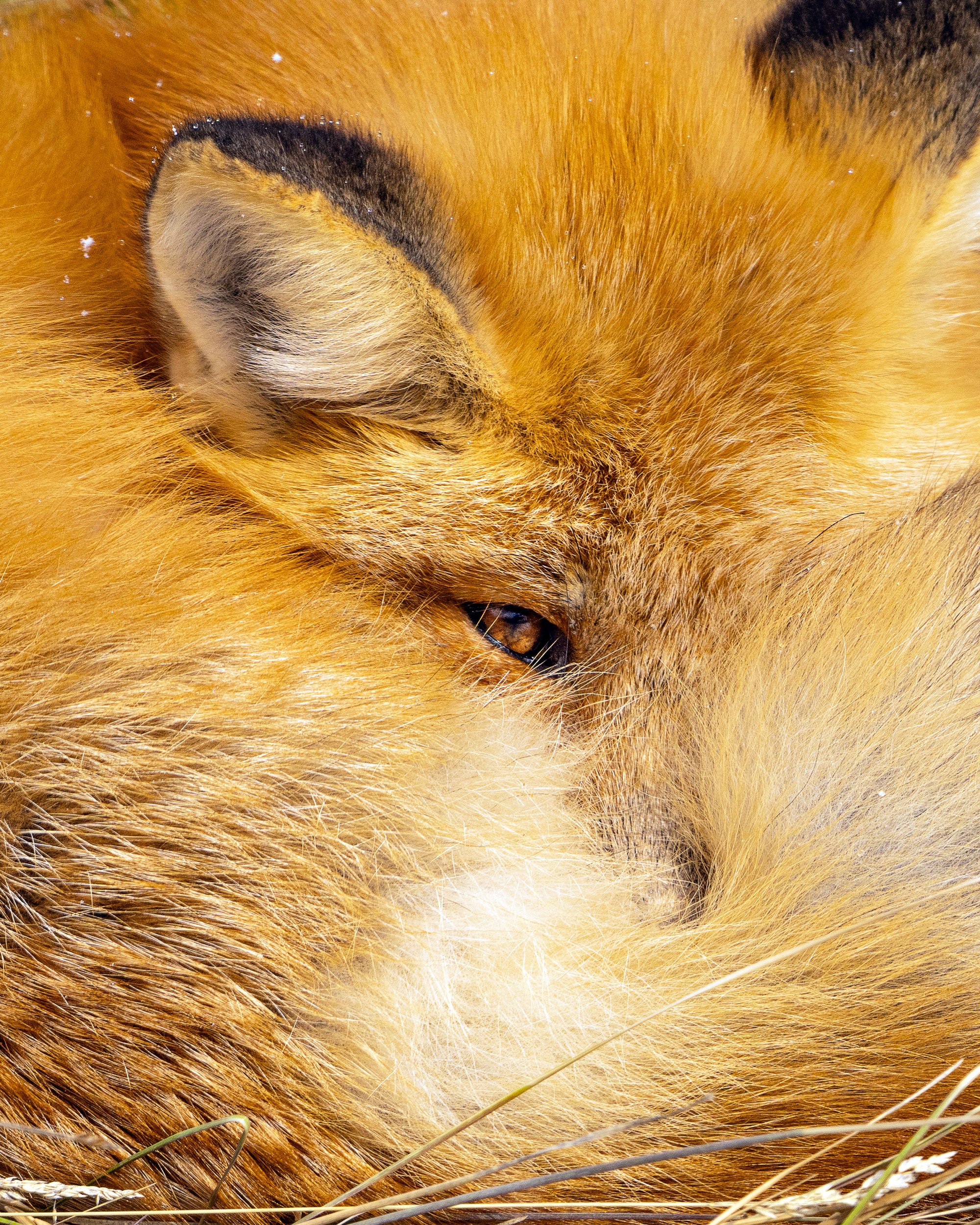 Yellowstone Winter Photography Tours | KAR Safaris