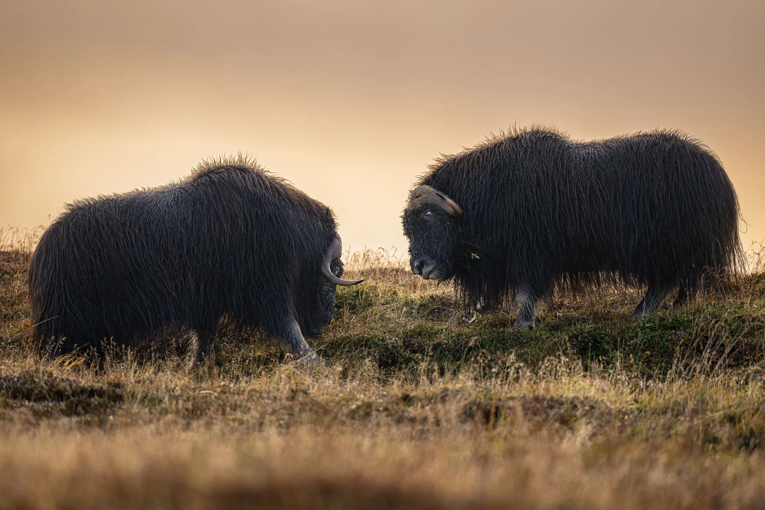 Alaskan Muskox Photography Tours | KAR Safaris