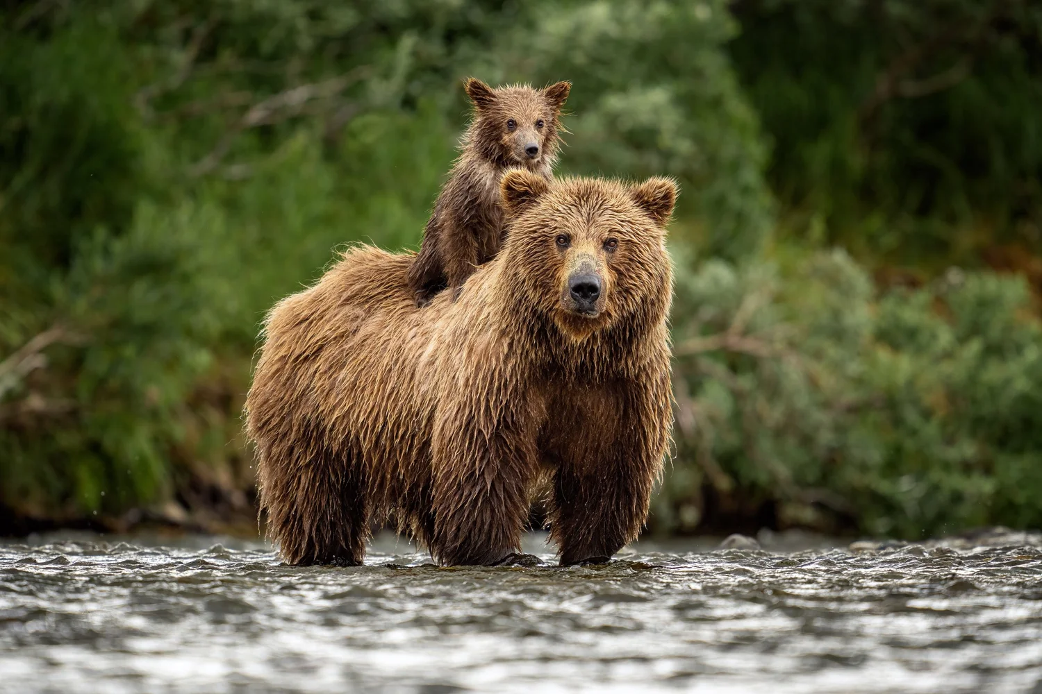Brown Bear Salmon Fishing Photography Tour | KAR Safaris