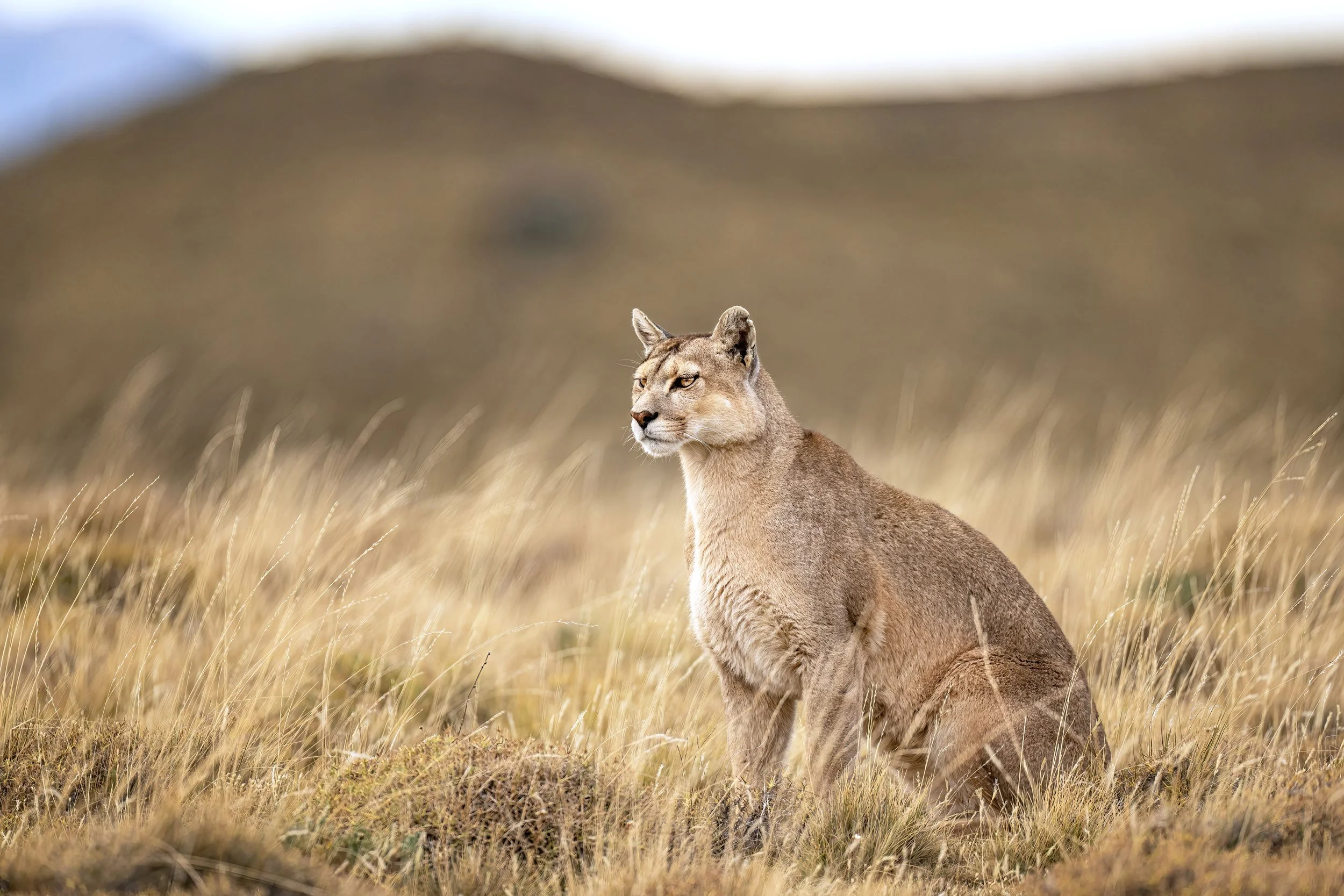 Puma Photography Tours in Patagonia | KAR Safaris