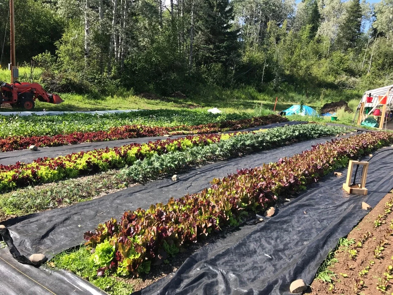 Tea Creek Training and Employment