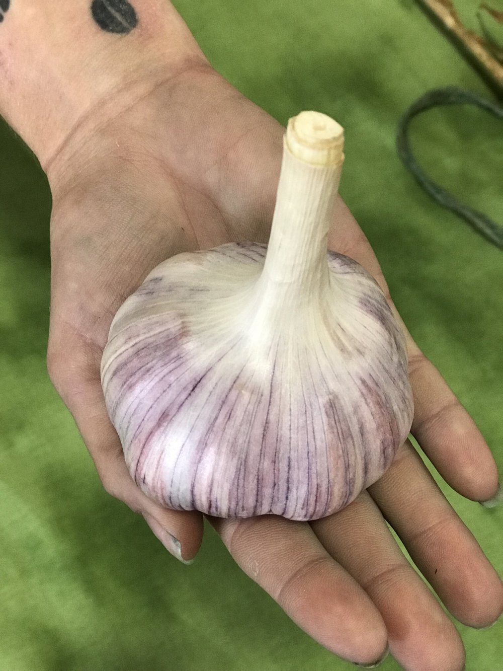 Home [www.mngarlicfest.com]