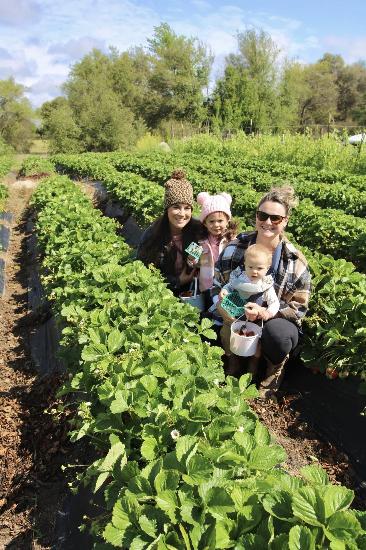 Granny May's Strawberry Farm