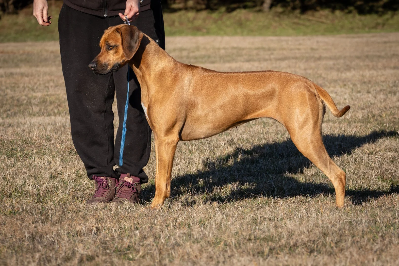 Zuri — Ujamaa Rhodesian Ridgebacks