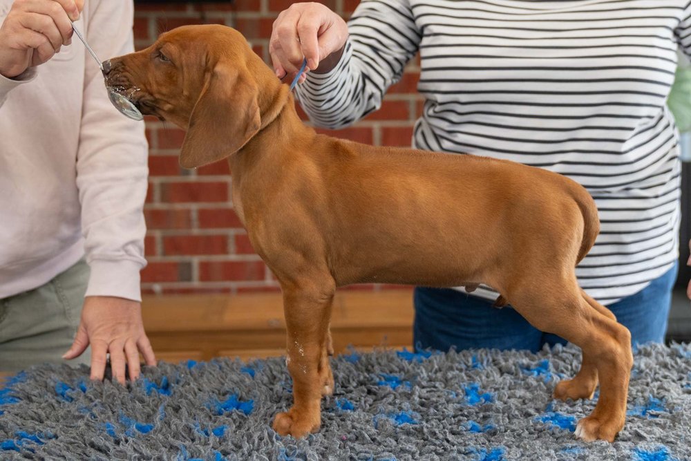 Gallery 3 — Ujamaa Rhodesian Ridgebacks