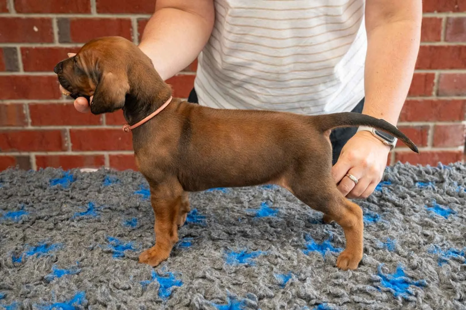 Gallery 3 — Ujamaa Rhodesian Ridgebacks