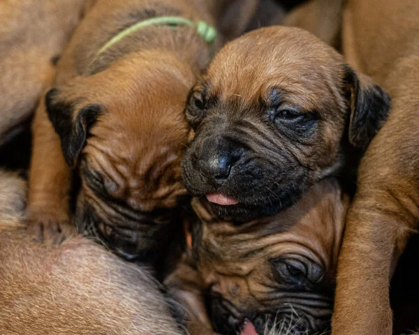 Winx pups wk2 — Ujamaa Rhodesian Ridgebacks