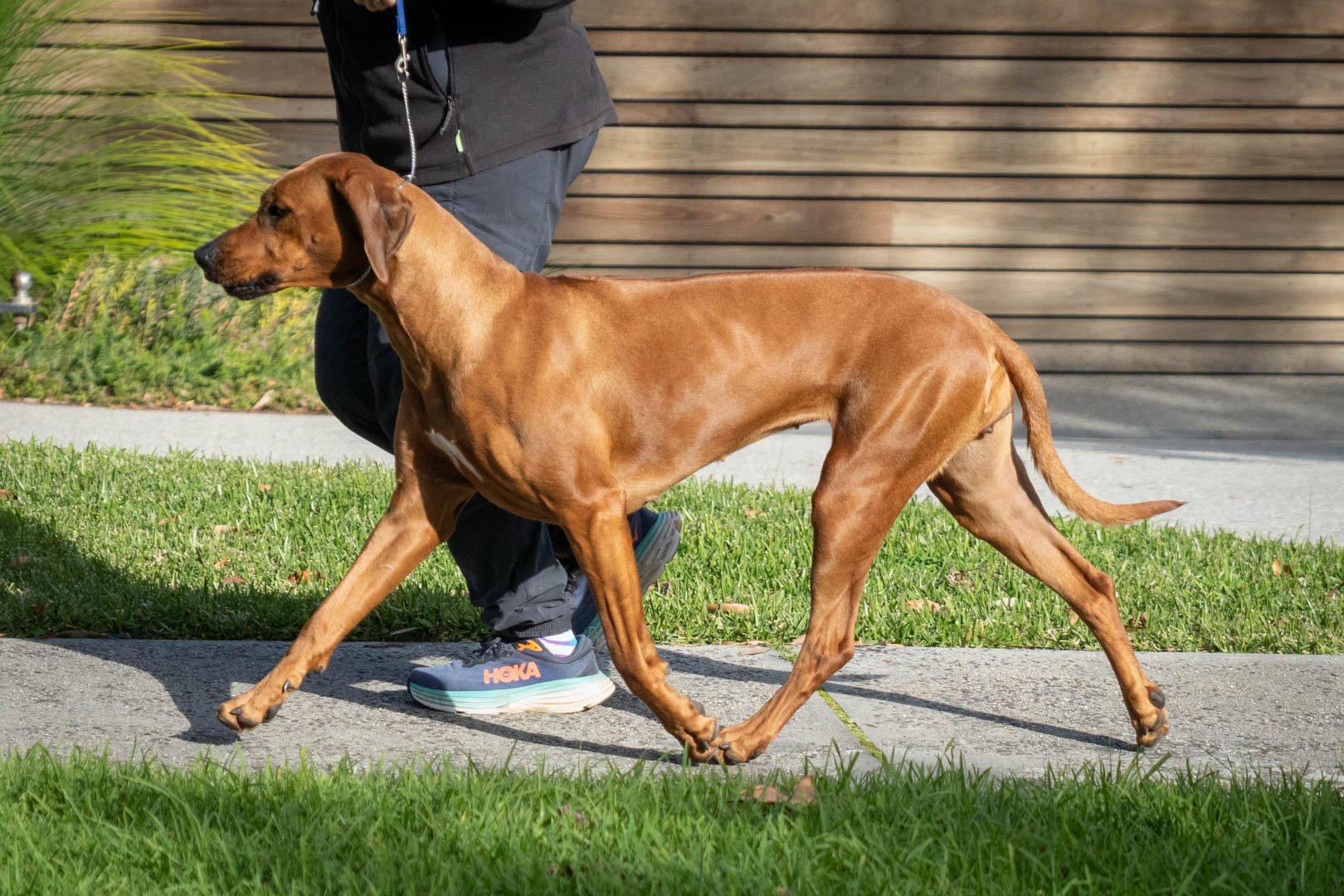 Ujamaa Reds Swansong — Ujamaa Rhodesian Ridgebacks
