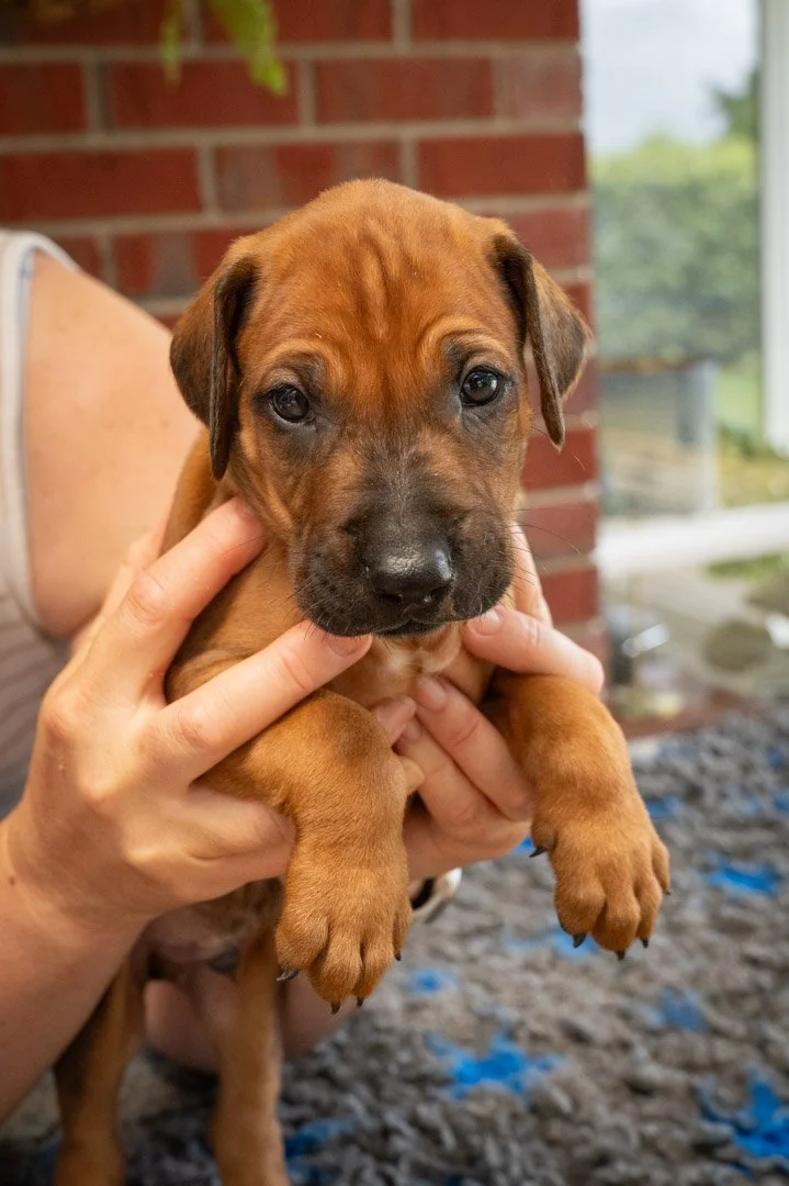 Gallery 3 — Ujamaa Rhodesian Ridgebacks