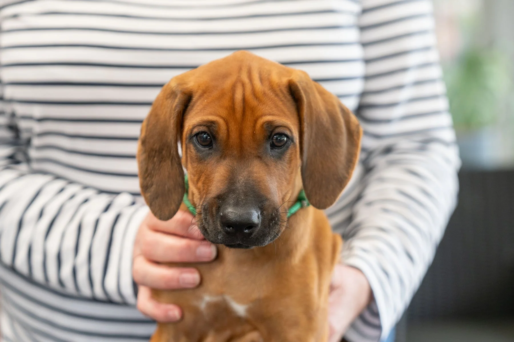 Gallery 3 — Ujamaa Rhodesian Ridgebacks