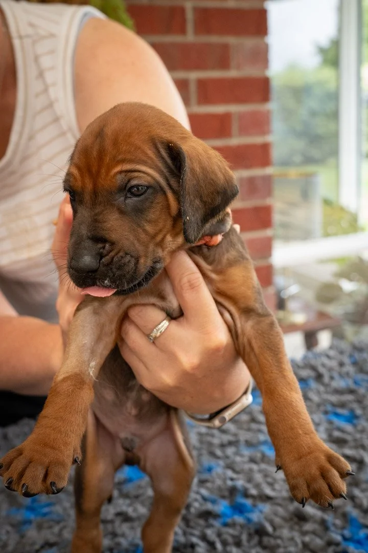 Gallery 3 — Ujamaa Rhodesian Ridgebacks