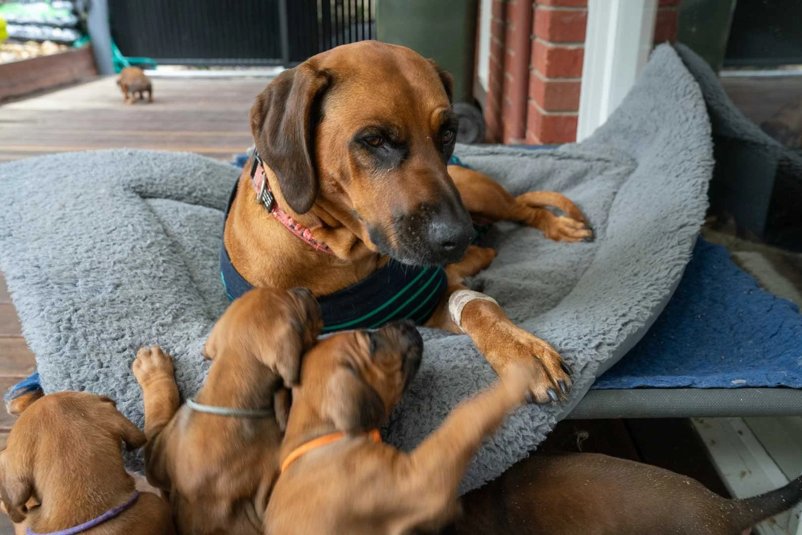 Gallery 3 — Ujamaa Rhodesian Ridgebacks