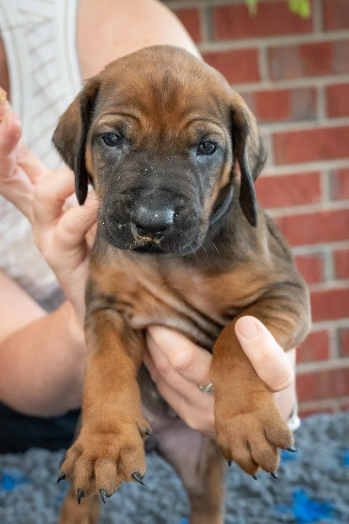 Gallery 3 — Ujamaa Rhodesian Ridgebacks