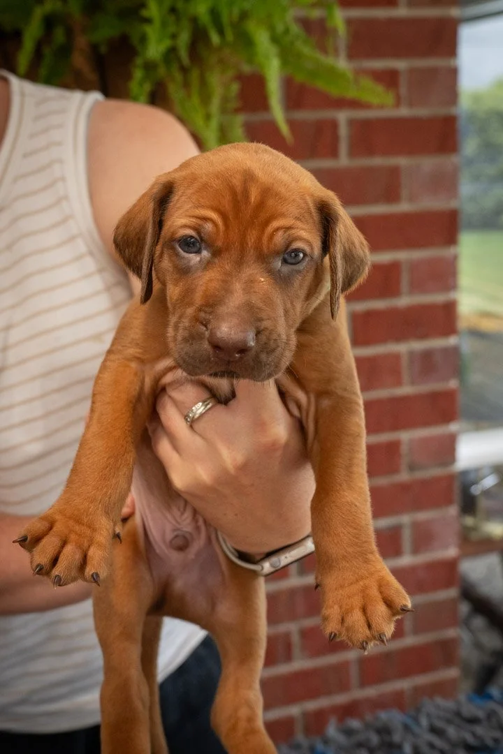 Gallery 3 — Ujamaa Rhodesian Ridgebacks