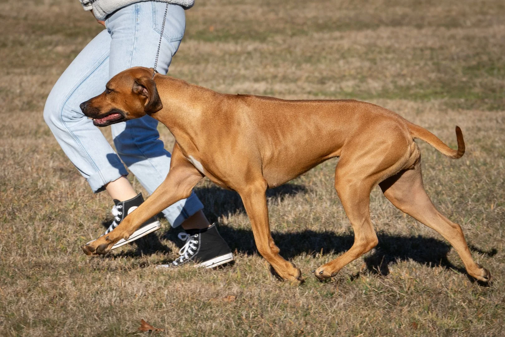 Zuri — Ujamaa Rhodesian Ridgebacks