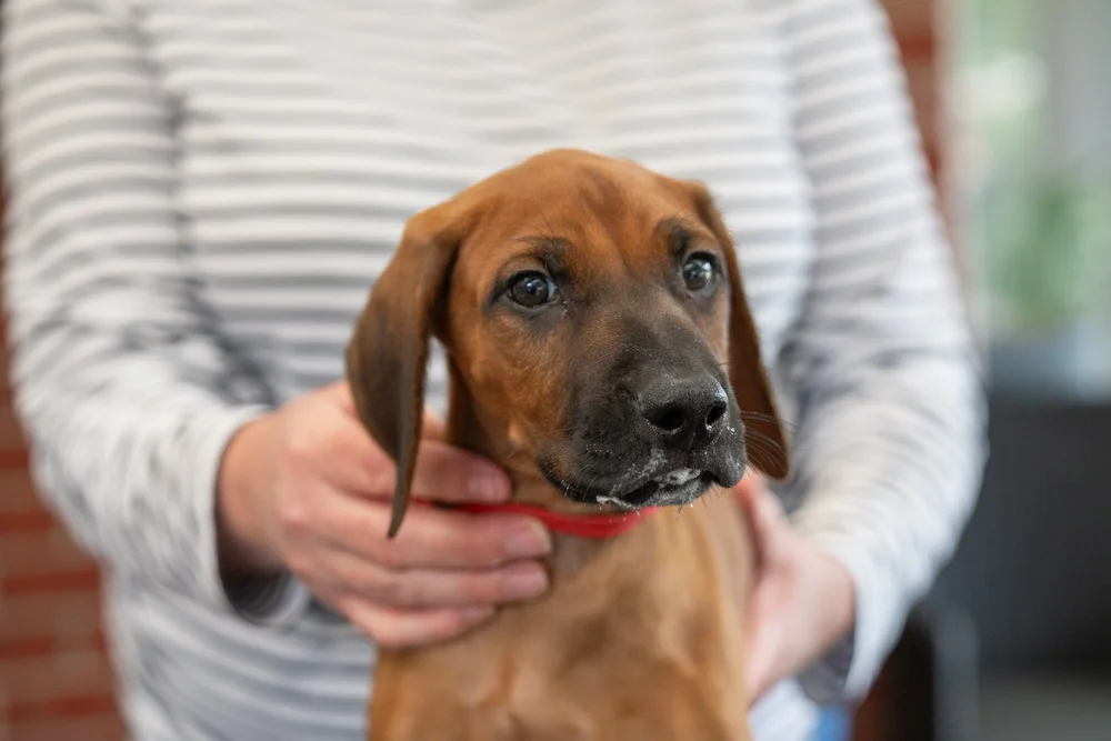 Gallery 3 — Ujamaa Rhodesian Ridgebacks